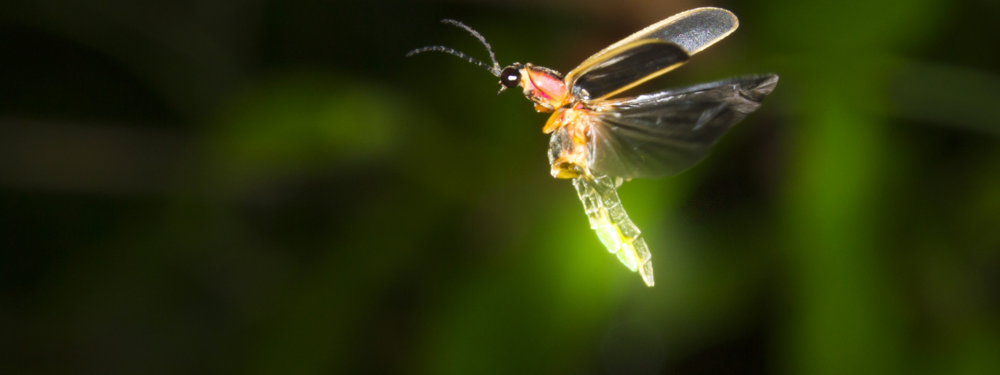 Fireflies may use “musical armor” to keep bats at bay