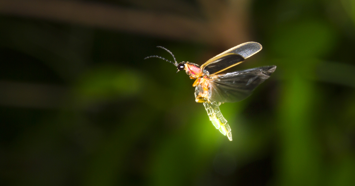 Fireflies may use “musical armor” to keep bats at bay