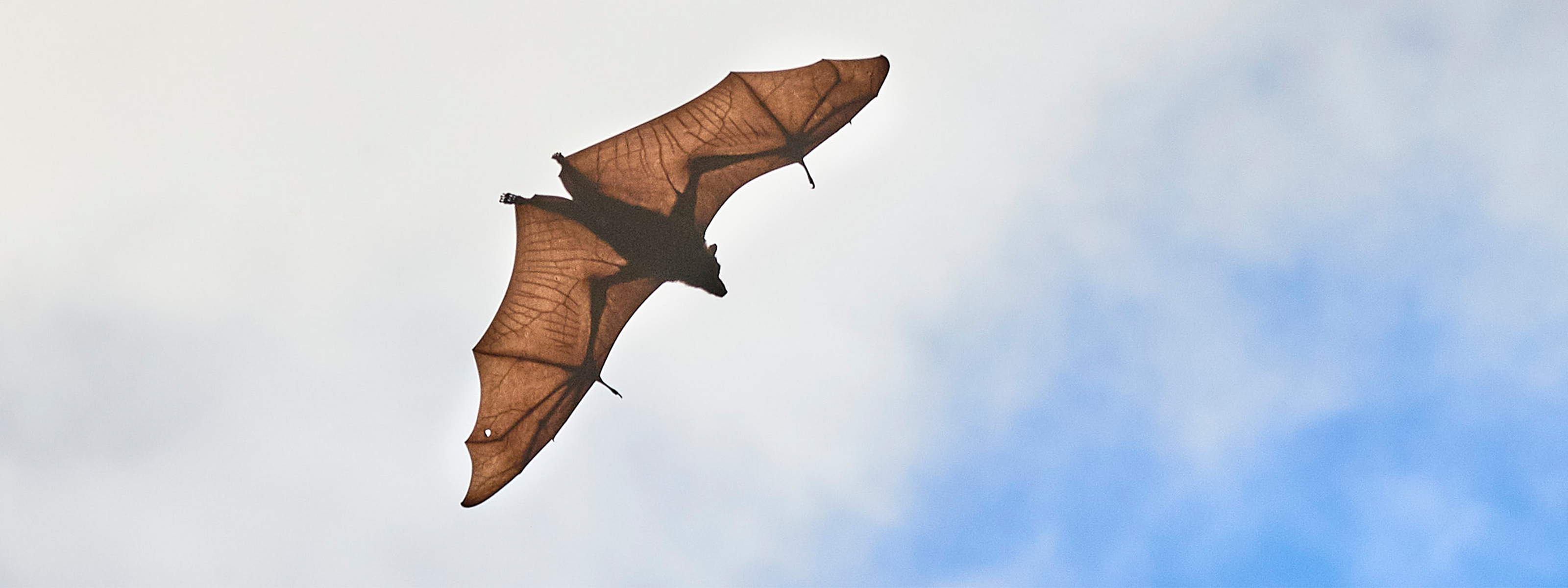 Bats are not the enemy