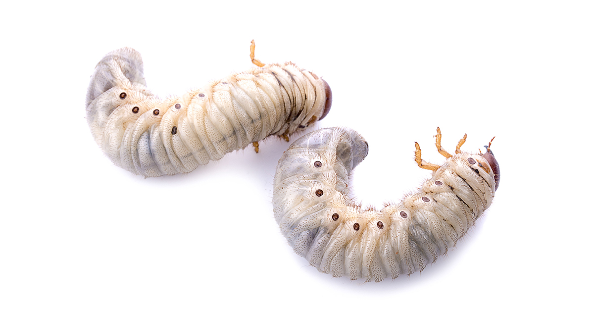 A French company is building the world’s biggest insect factory farm