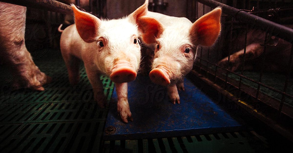 Growing human organs in pigs