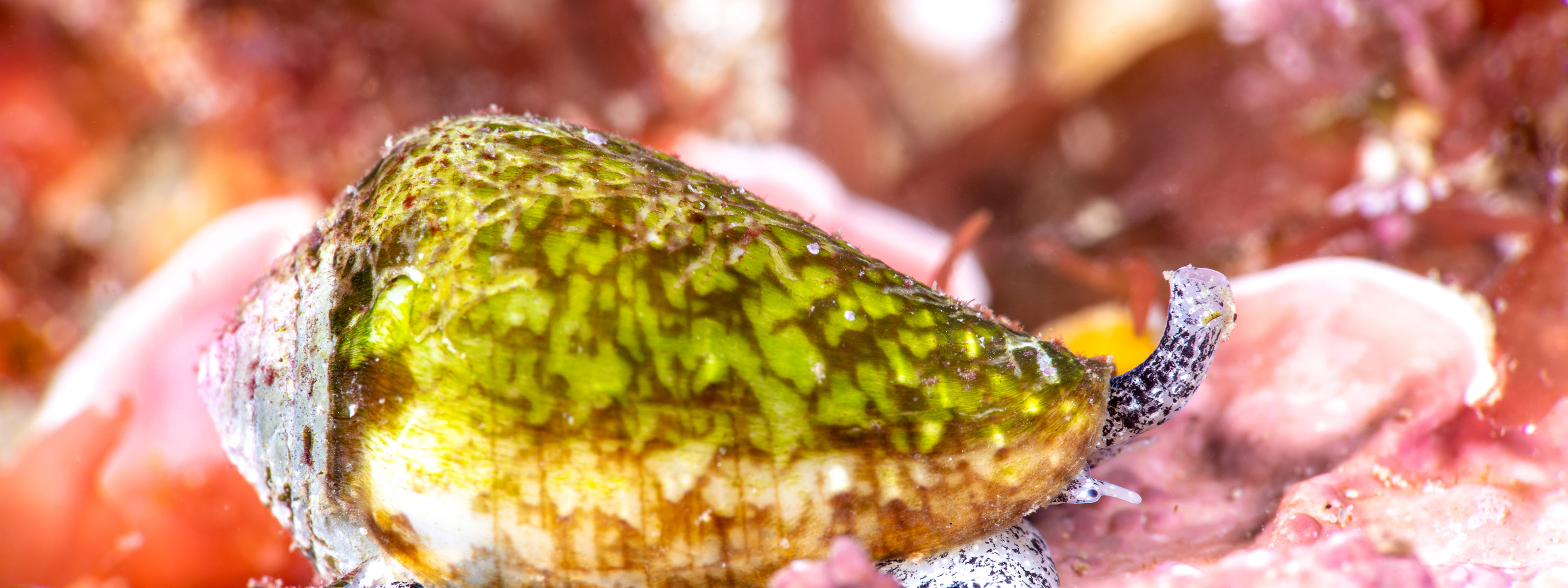 Cone snail venom may help treat malaria