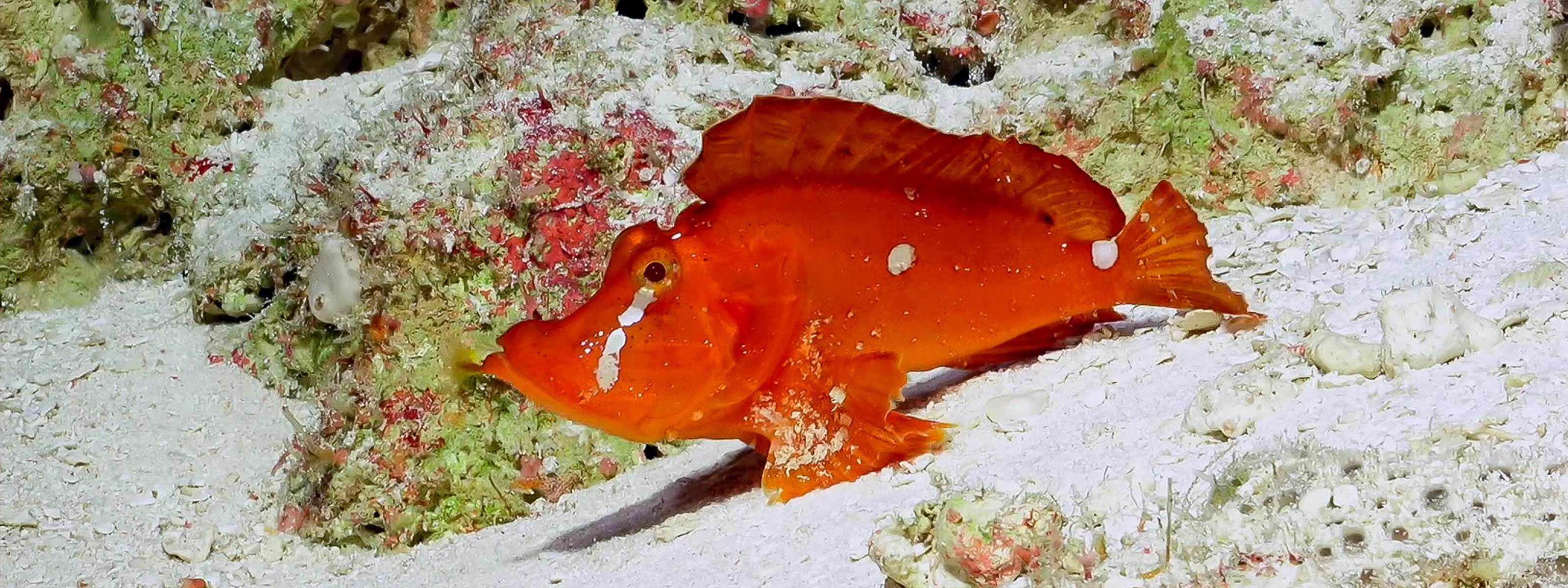 Undescribed deep sea creatures discovered in the great barrier reef