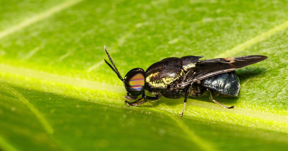Edible Insects — A Food Sustainability Miracle