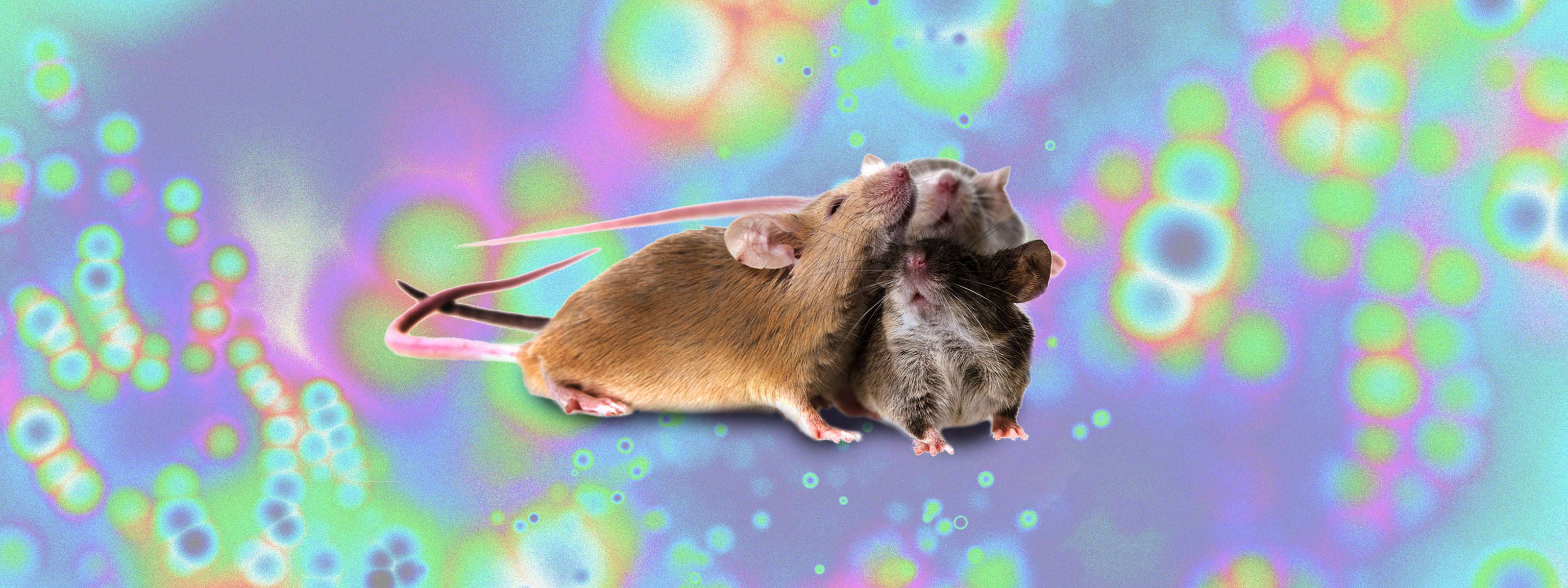 Friendly little mice are helping us understand the effects of LSD