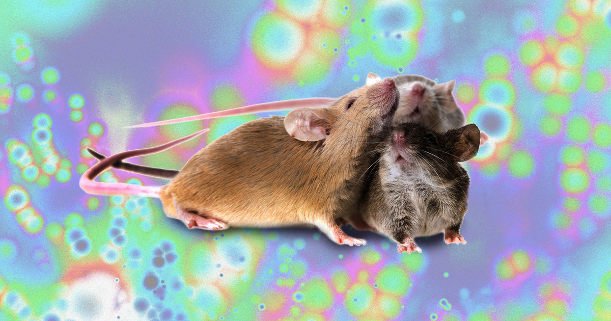 Friendly little mice are helping us understand the effects of LSD