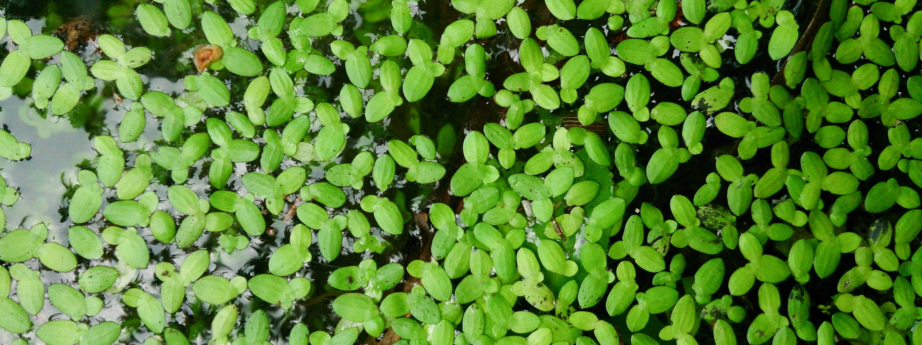 How Duckweed Can Help Solve Food Scarcity, Climate Change