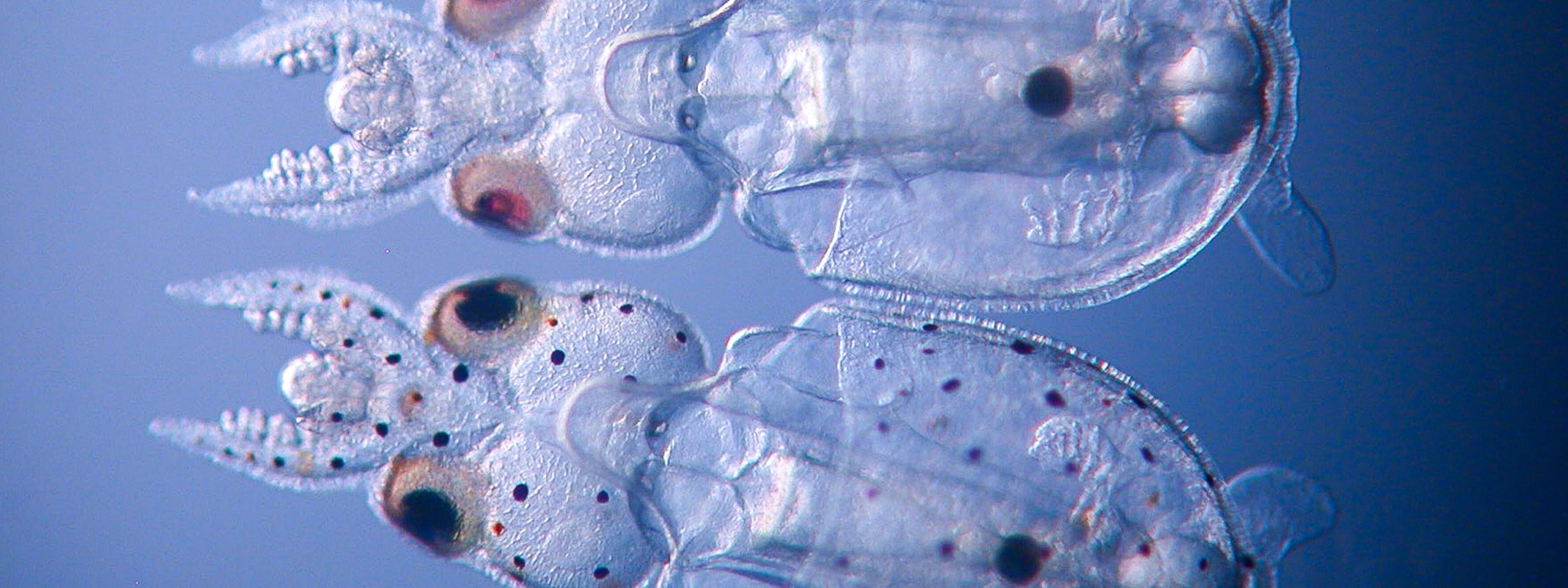 Gene-Edited Squid: A Breakthrough in Brain Health Research