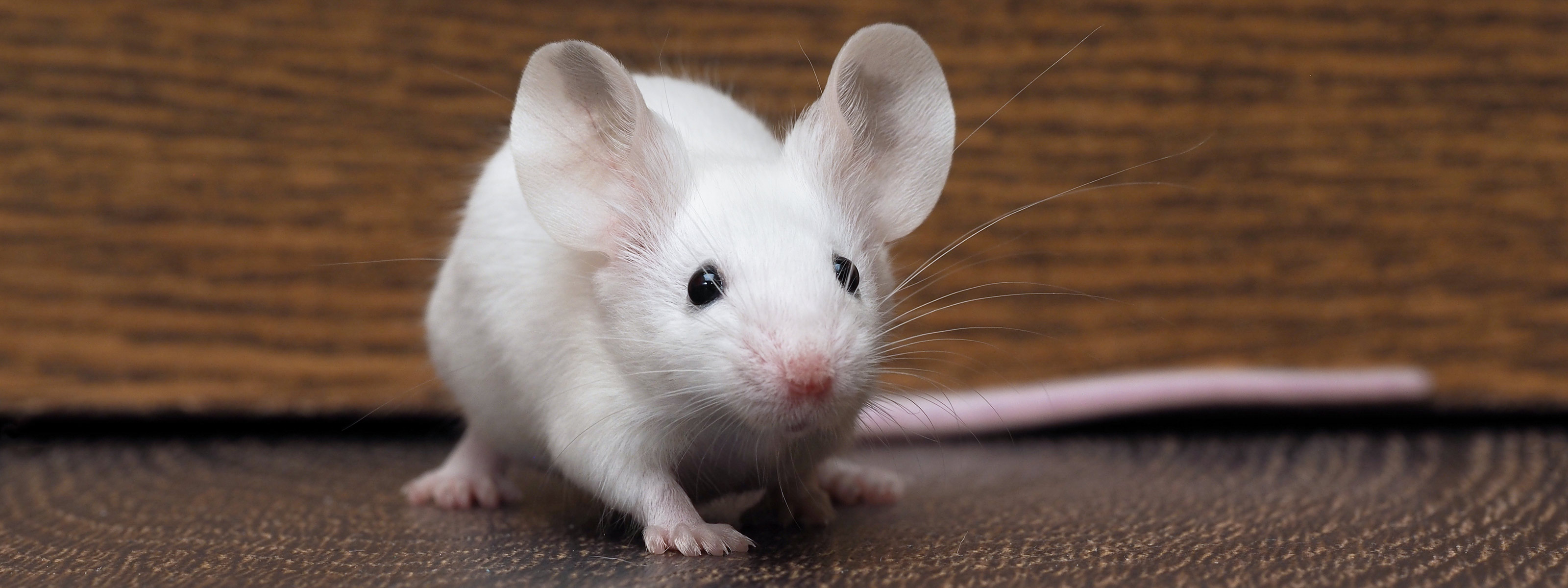 Gene editing corrects deafness-causing mutation in mice