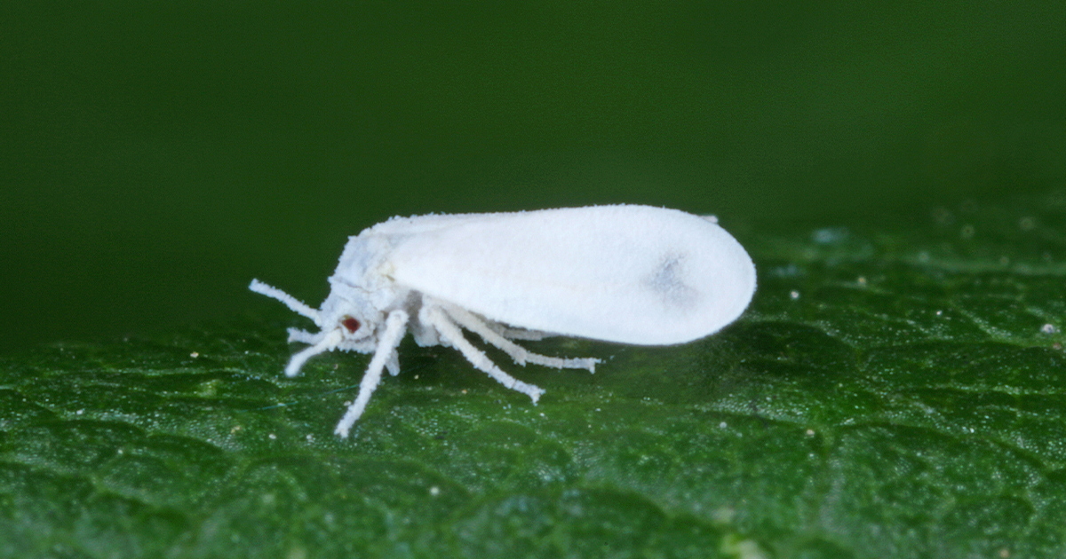 This insect swiped a gene from plants to help itself survive