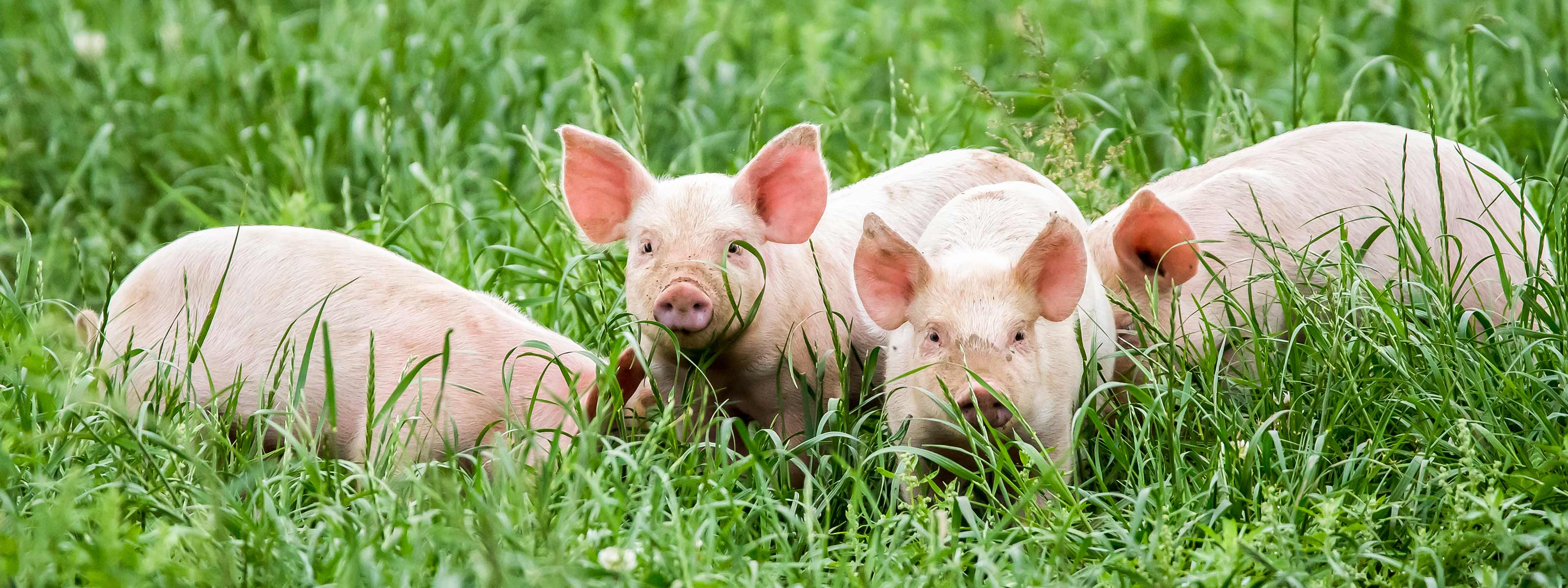 New Genetically Modified Pigs Get Green Light From FDA