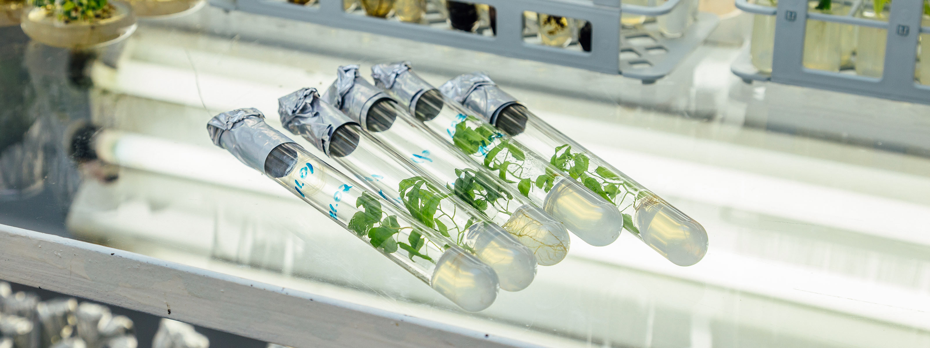 Are Genetically Modified Trees a Climate Change Solution?