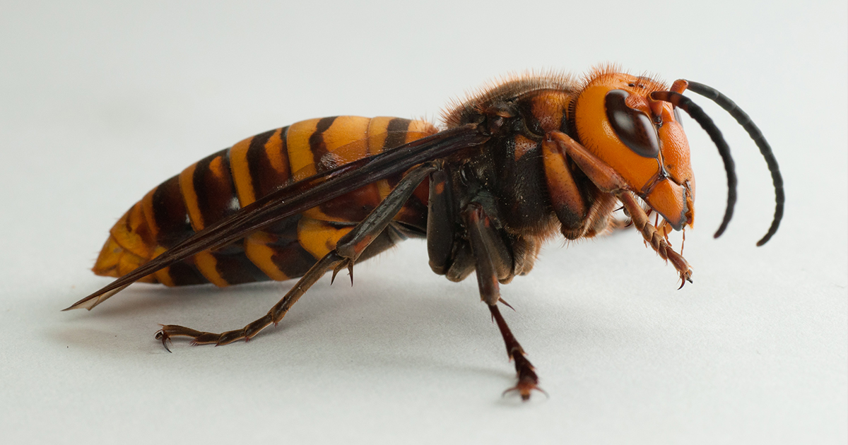 The murder hornet’s genome may help stop the invasion