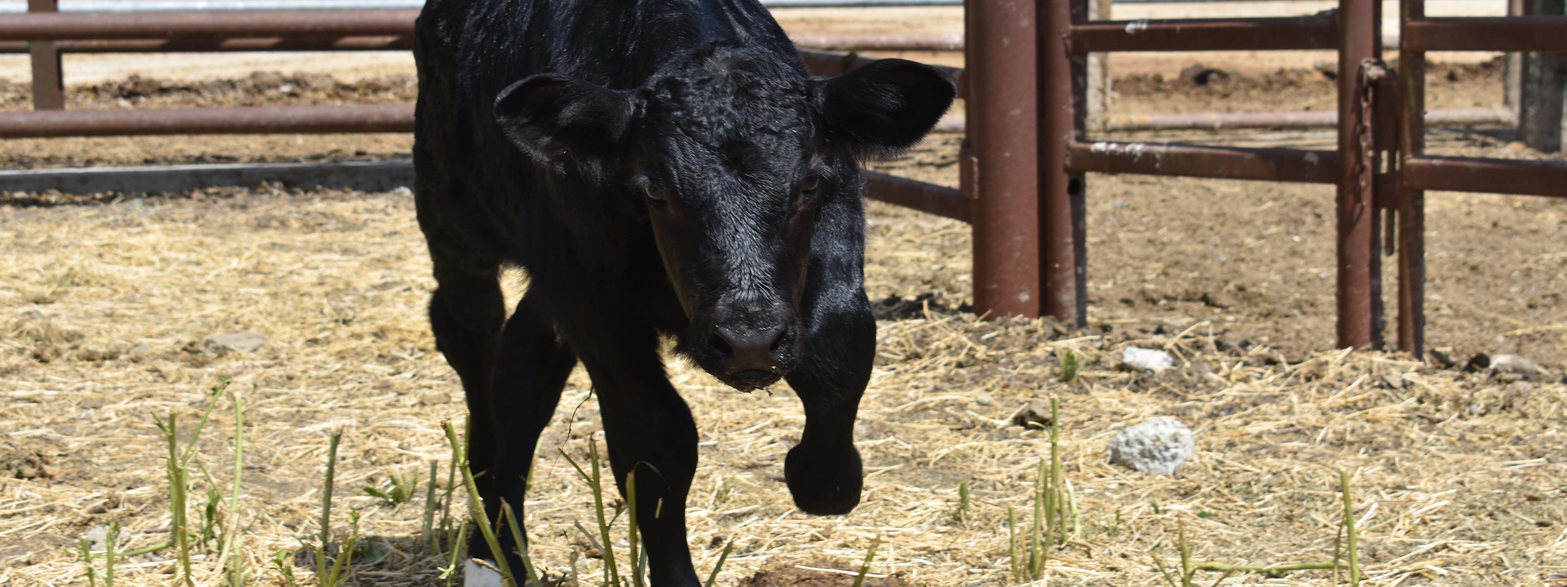 This genetically modified cow could transform beef production