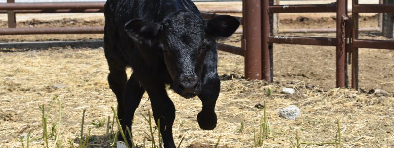 This genetically modified cow could transform beef production