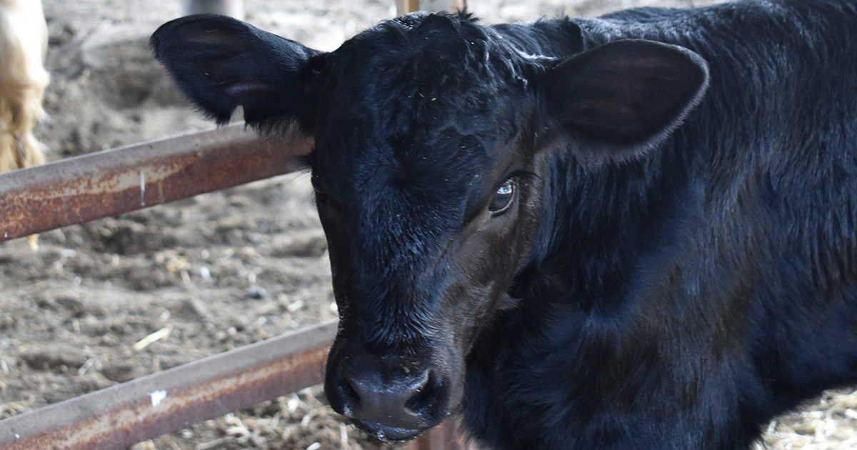 This genetically modified cow could transform beef production