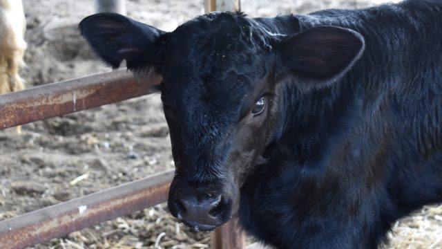 Genetically Modified Cows