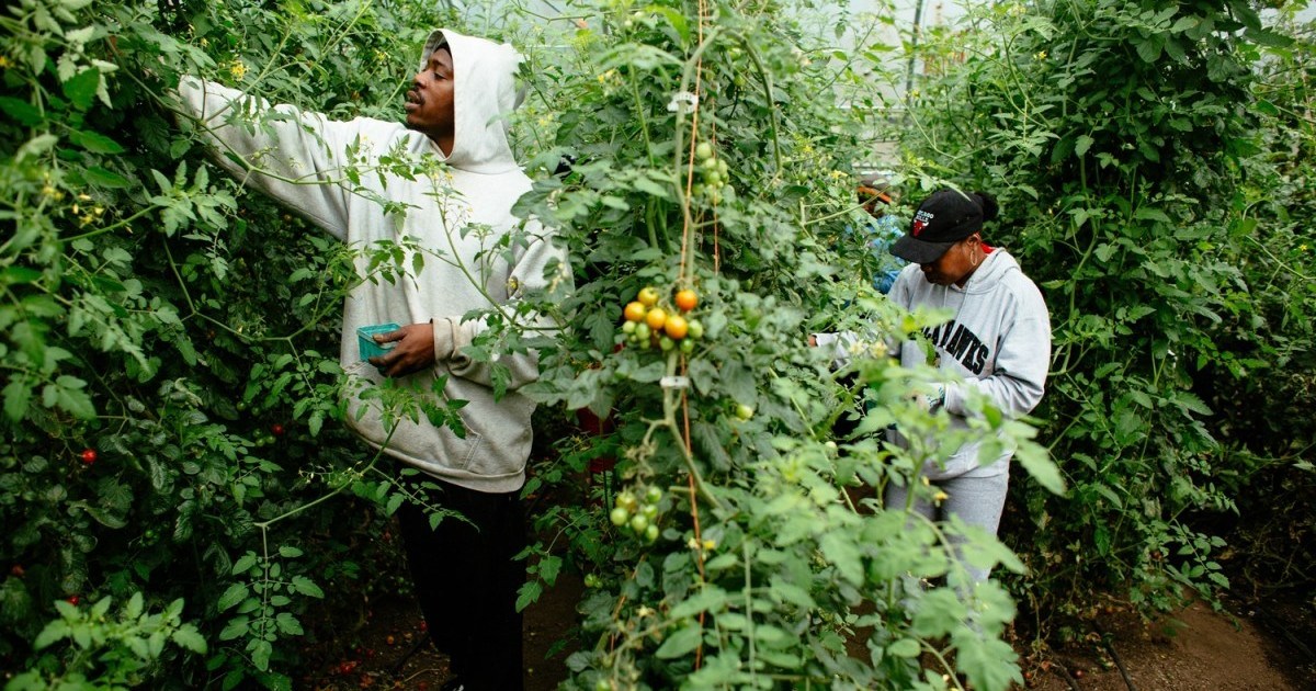 This Chicago urban farm grows opportunity, jobs