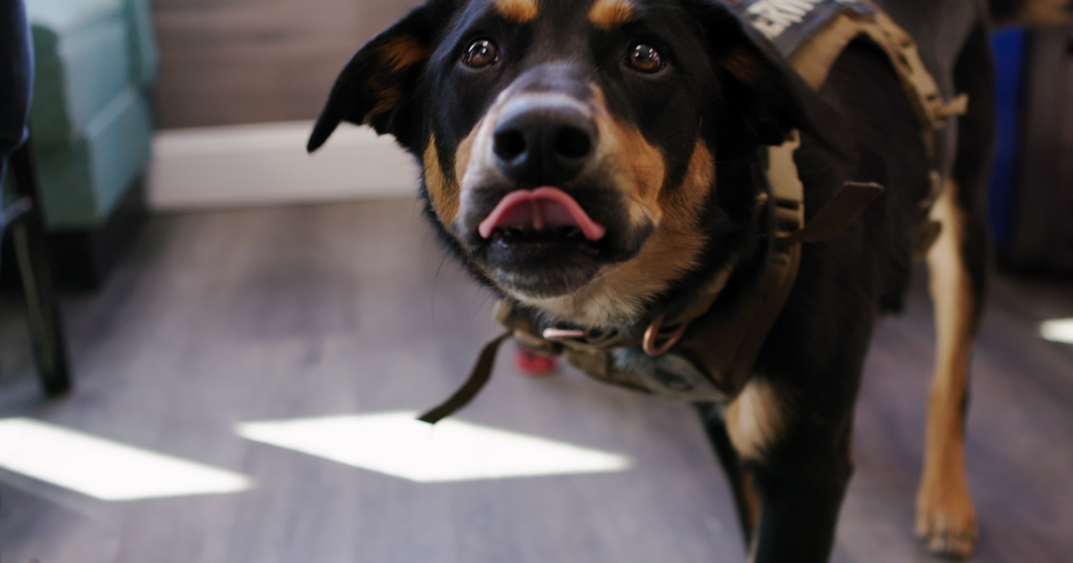 These hero pups are helping veterans and prisoners heal