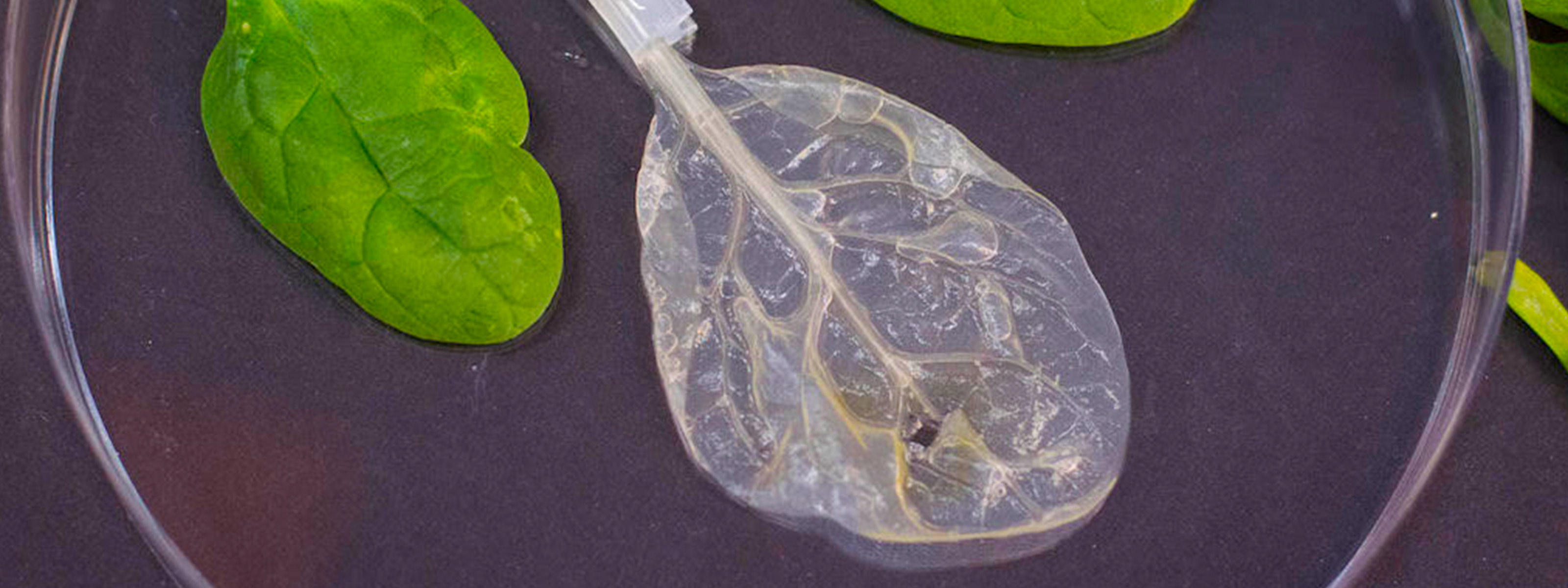 Spinach skeleton becomes base for lab-grown meat