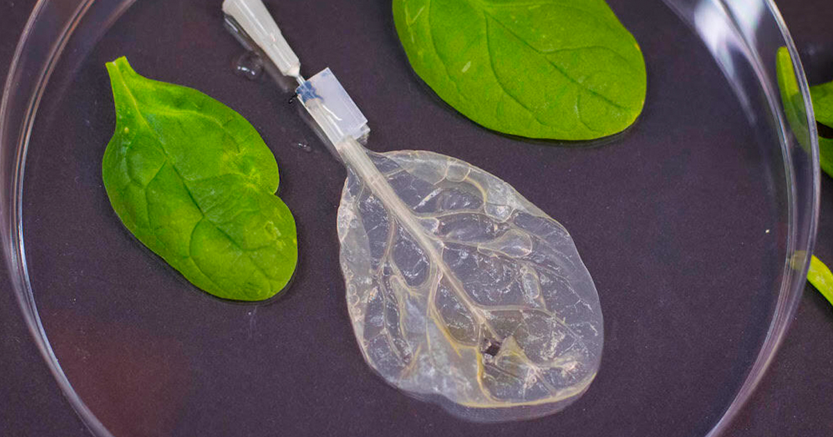 Spinach skeleton becomes base for lab-grown meat