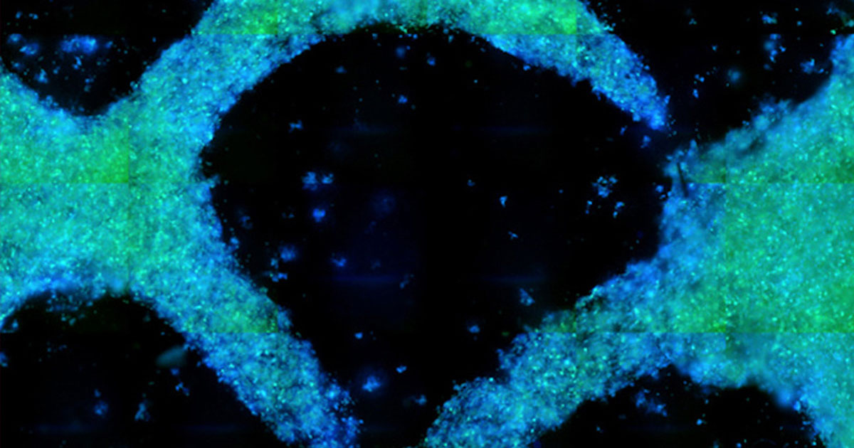 Lab-grown wood is taking shape at MIT