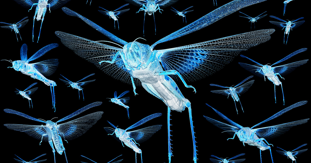 Scientists have found the locust swarm pheromone