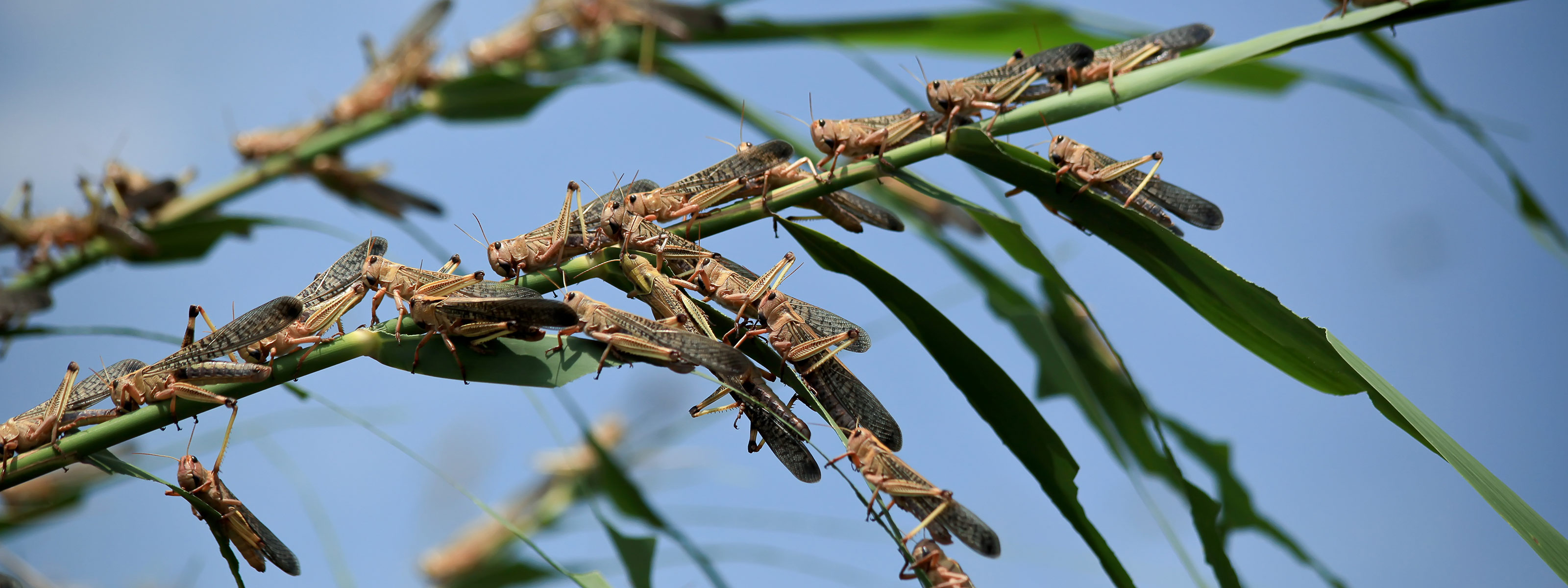 Turning Locust Swarms Into Animal Feed