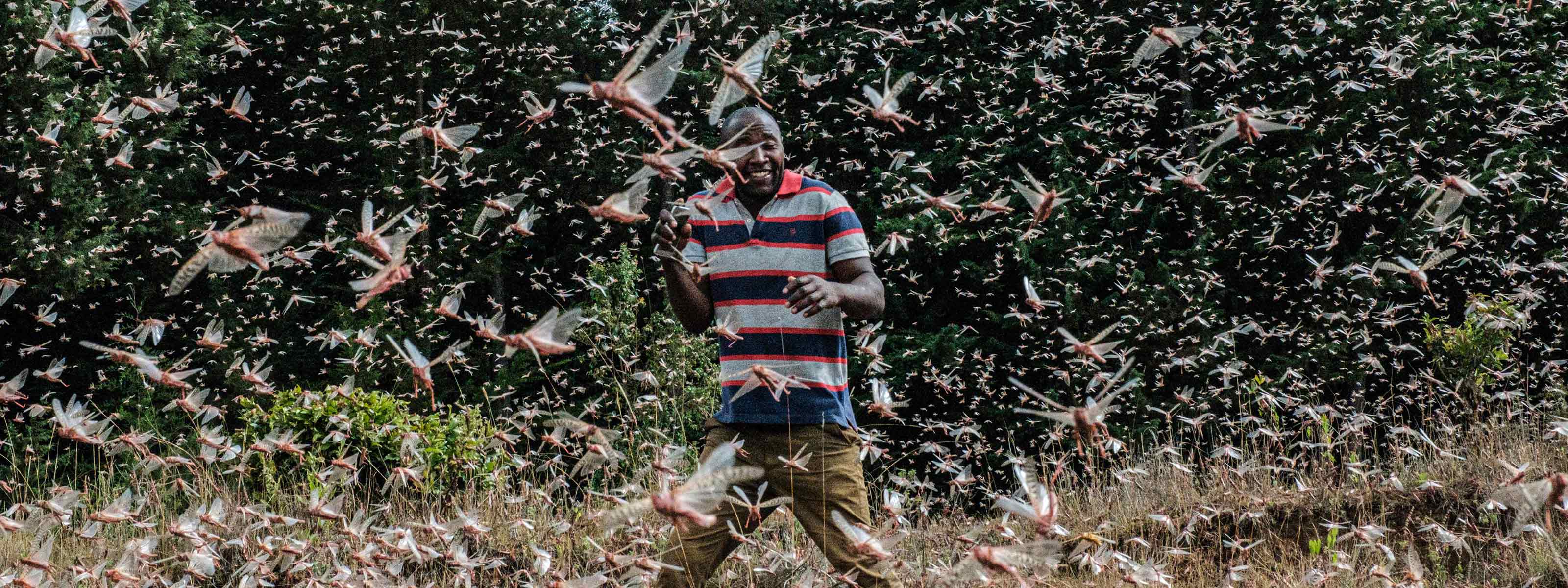How tech helped beat back locust swarms in East Africa