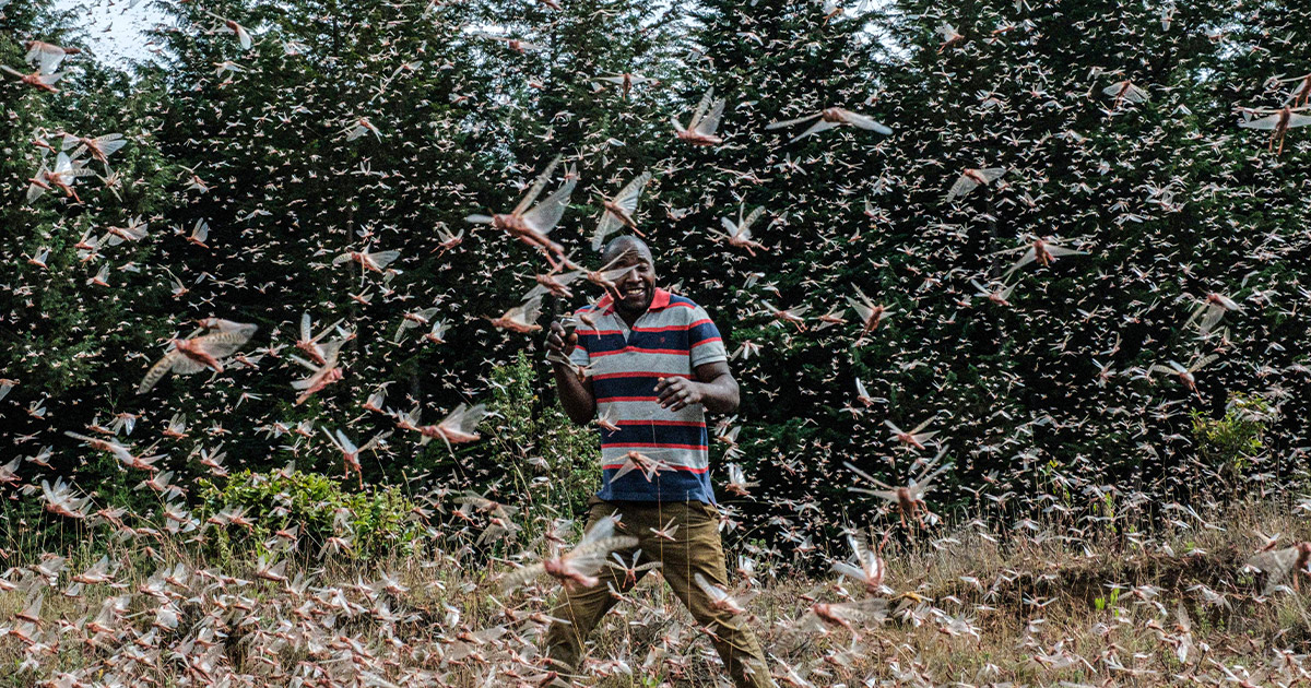 How tech helped beat back locust swarms in East Africa