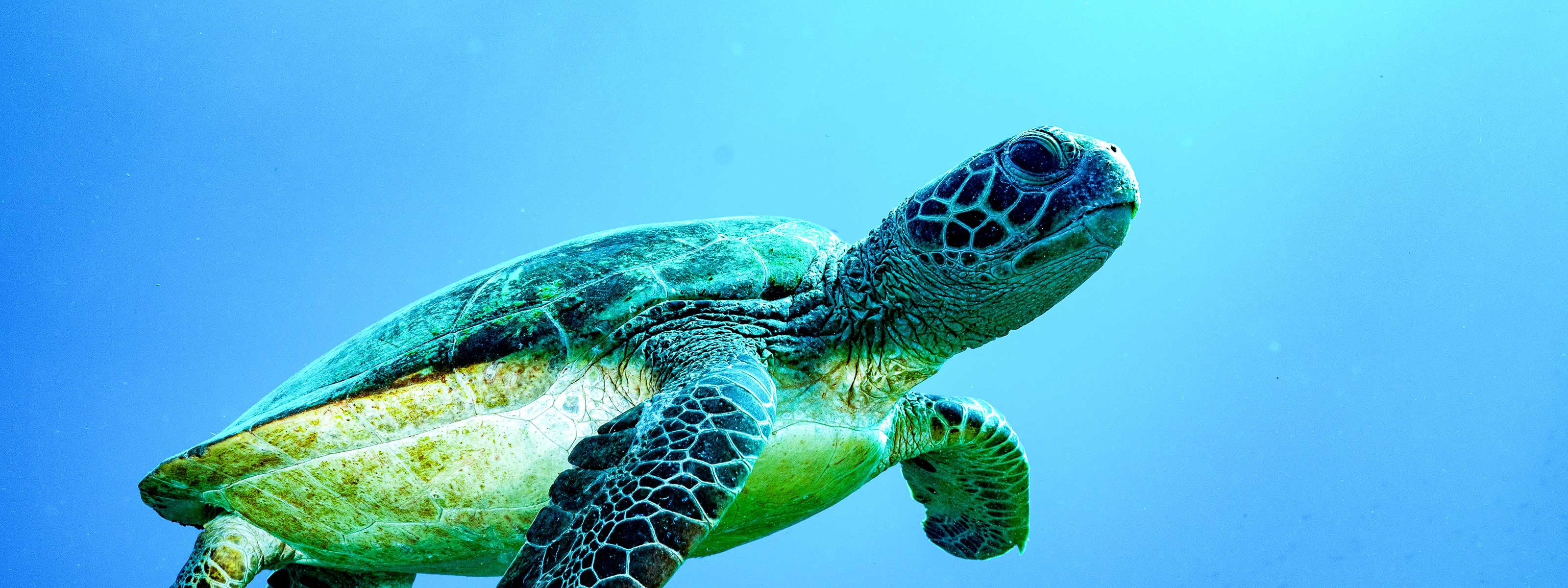 Scientists Make Strides in Understanding Magnetoreception