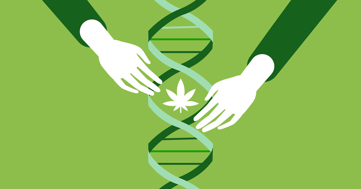 Customizing Medical Cannabis Treatments with CRISPR