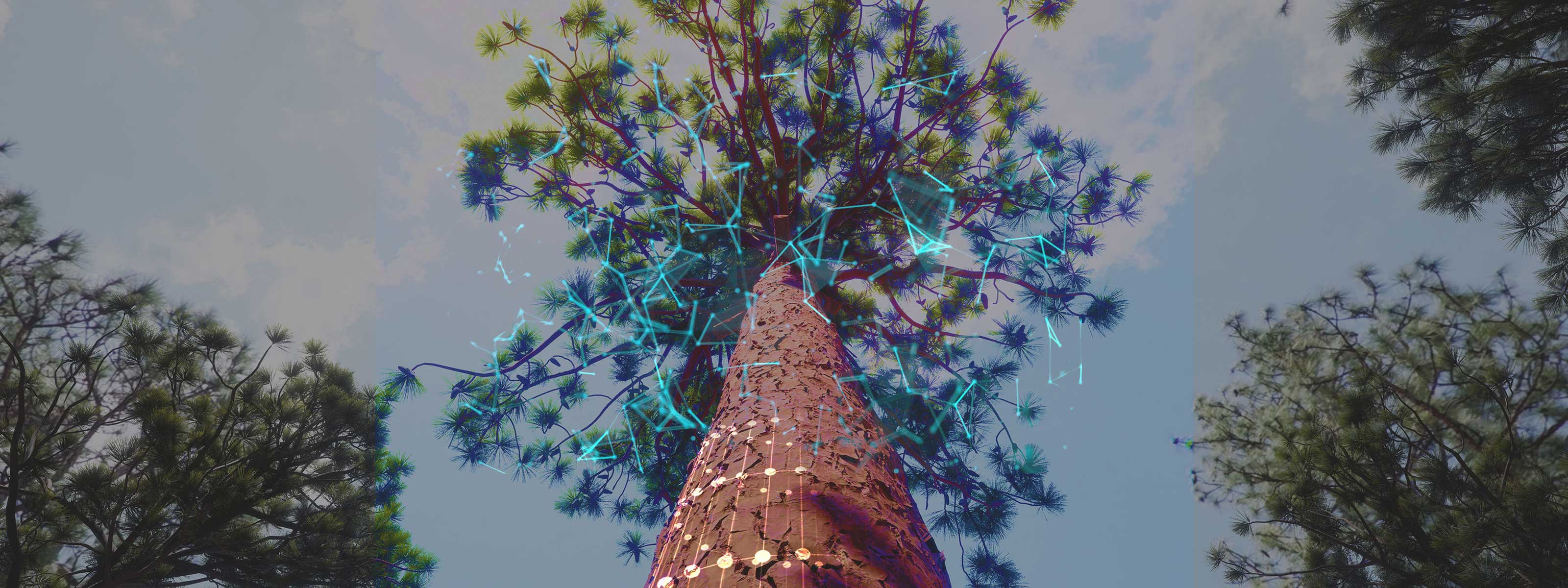 Building trees in the Metaverse might actually save the forest