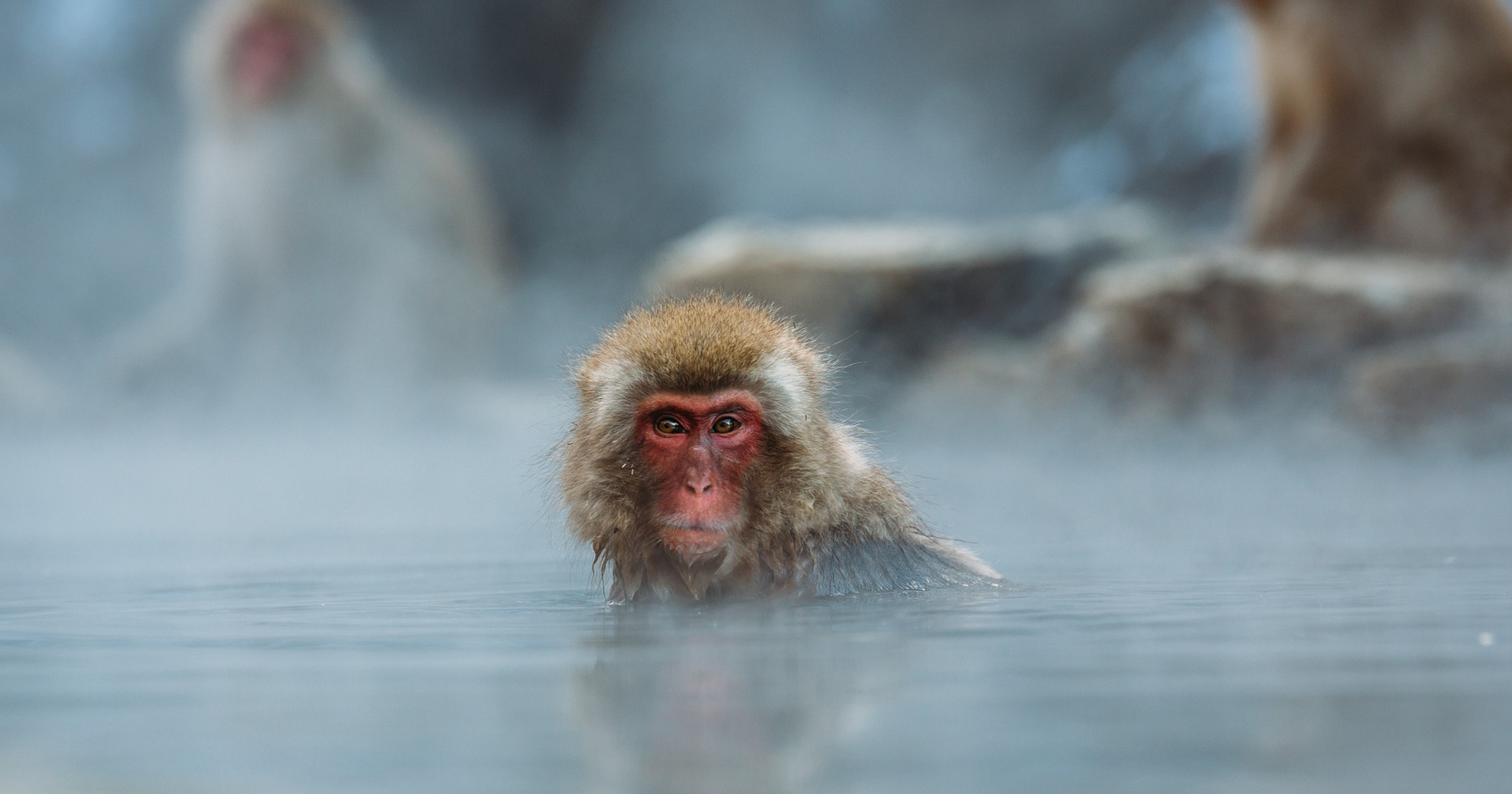 Stimulating monkeys’ brains snaps them out of unconsciousness