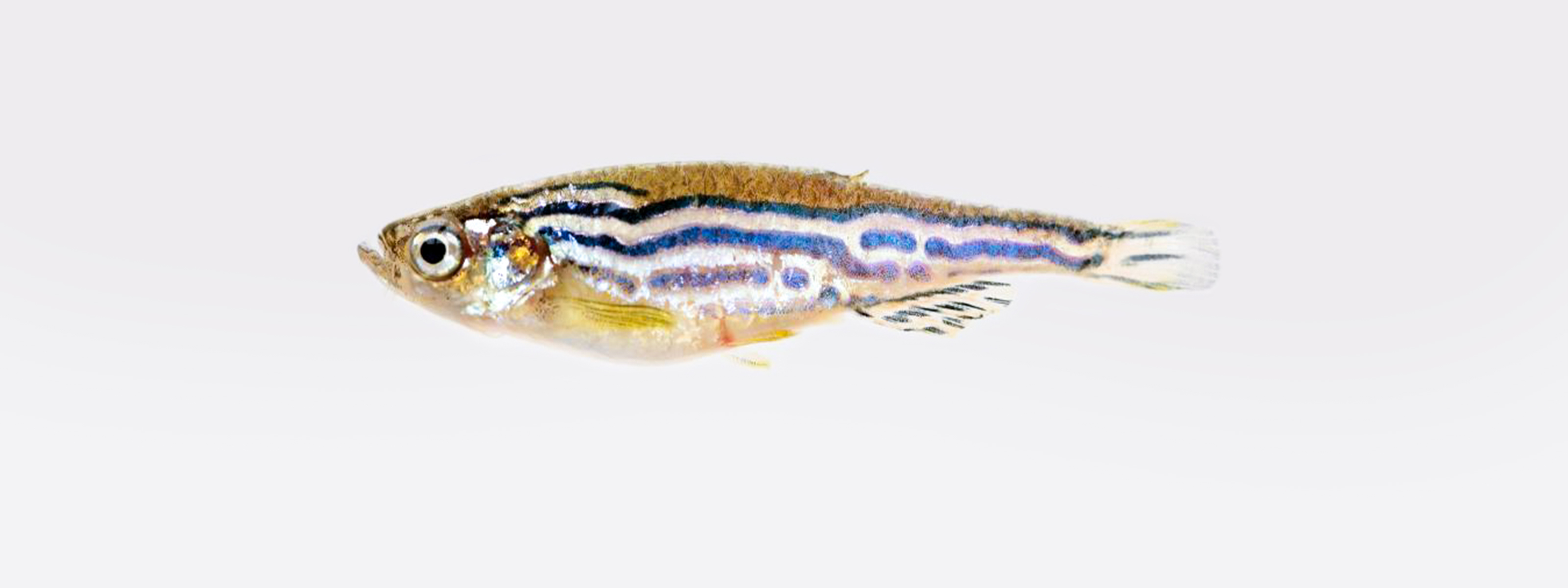 These mutant zebrafish are growing arm bones