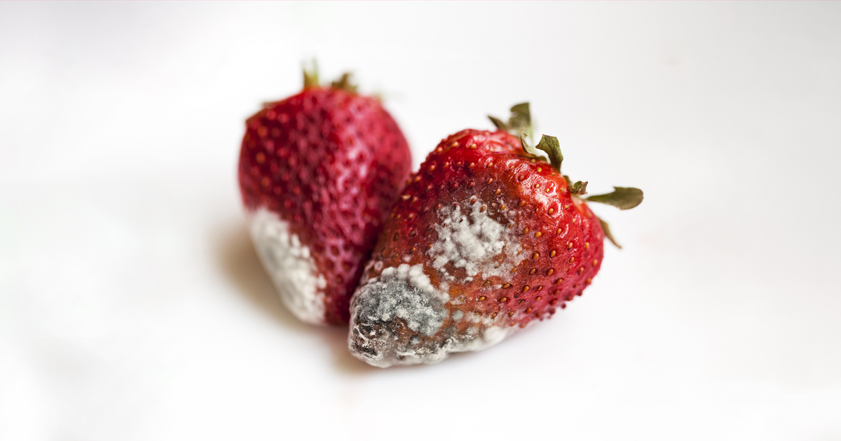 Plants make their own mini weapon launchers to fight off fungus