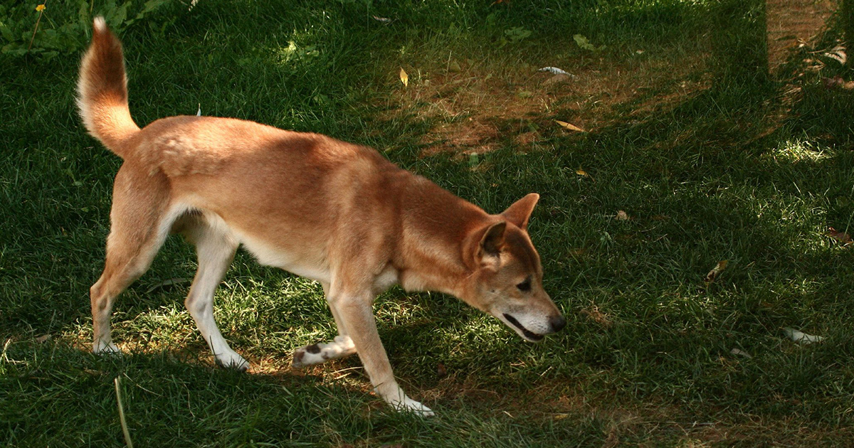 “Extinct” New Guinea singing dog is found again, thanks to genetics