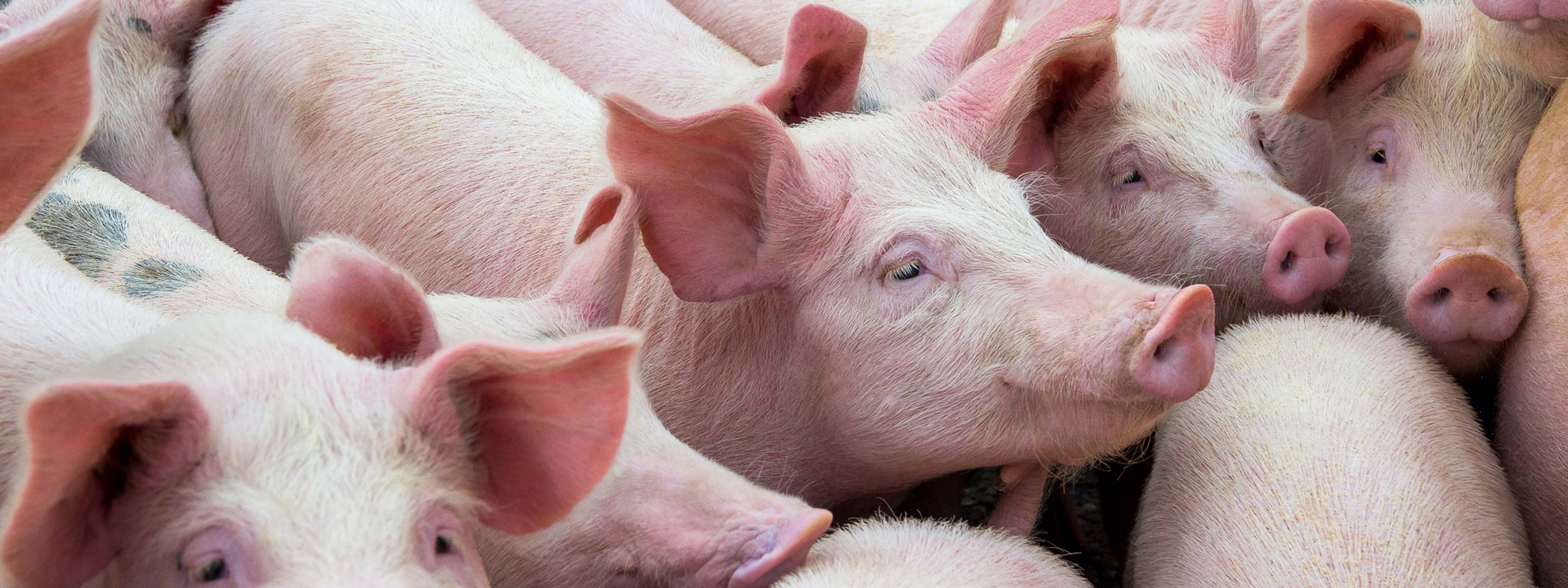 Studying pig sh*t to prevent the next pandemic