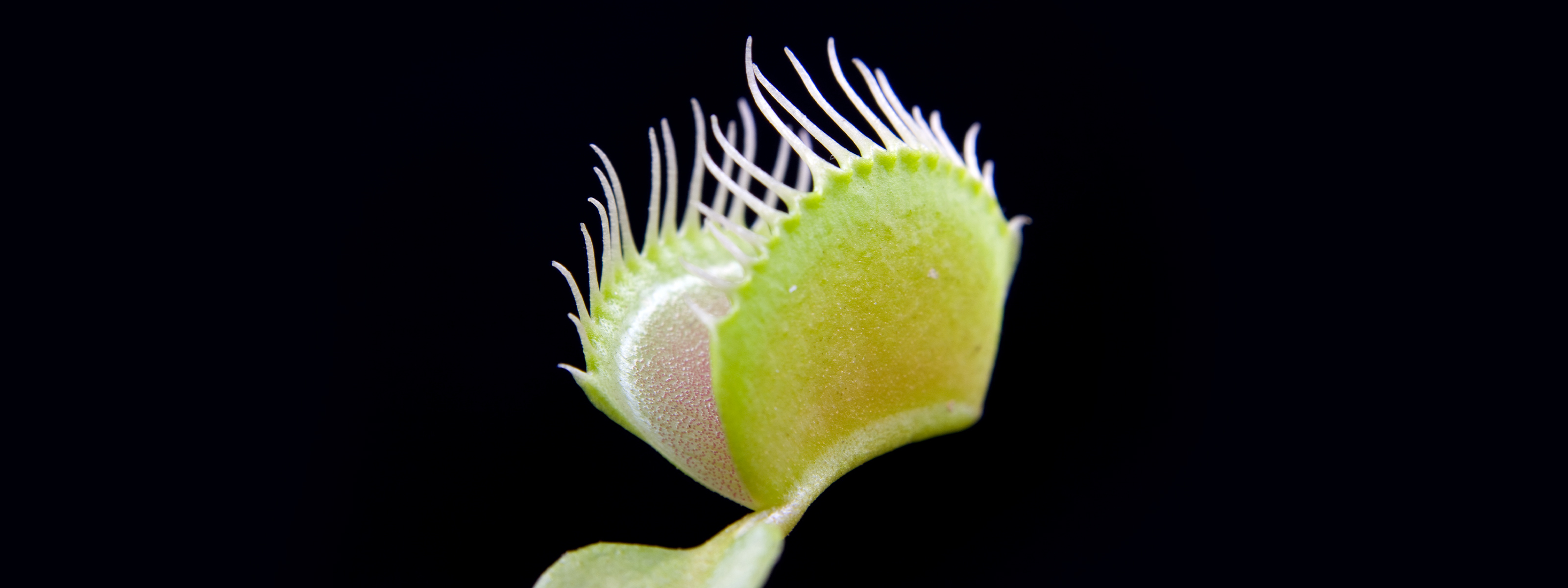 Researchers have developed a “plant communication” device