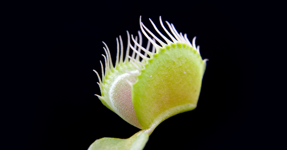 Researchers have developed a “plant communication” device