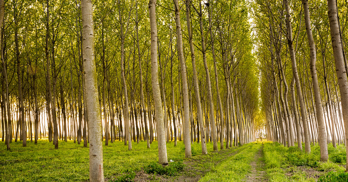 Modifying poplar tree genes to fight pollution