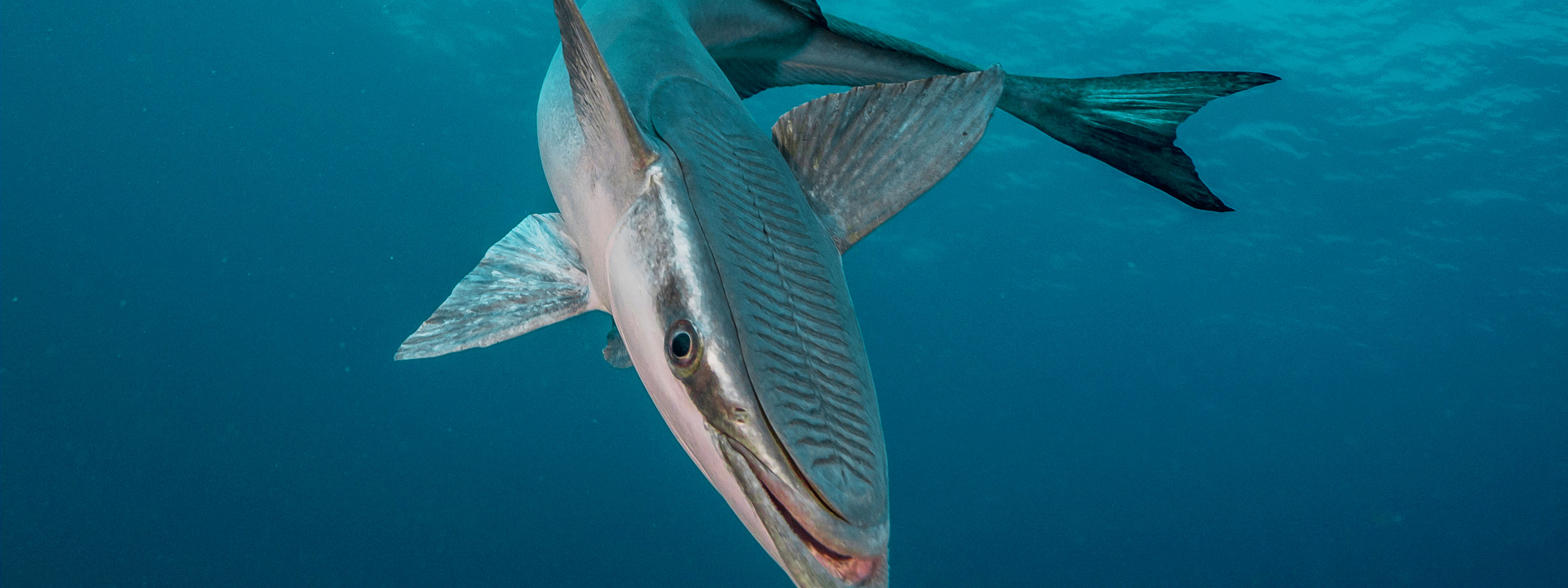New Footage of Remoras, the Ocean's Hitchhikers, in Action