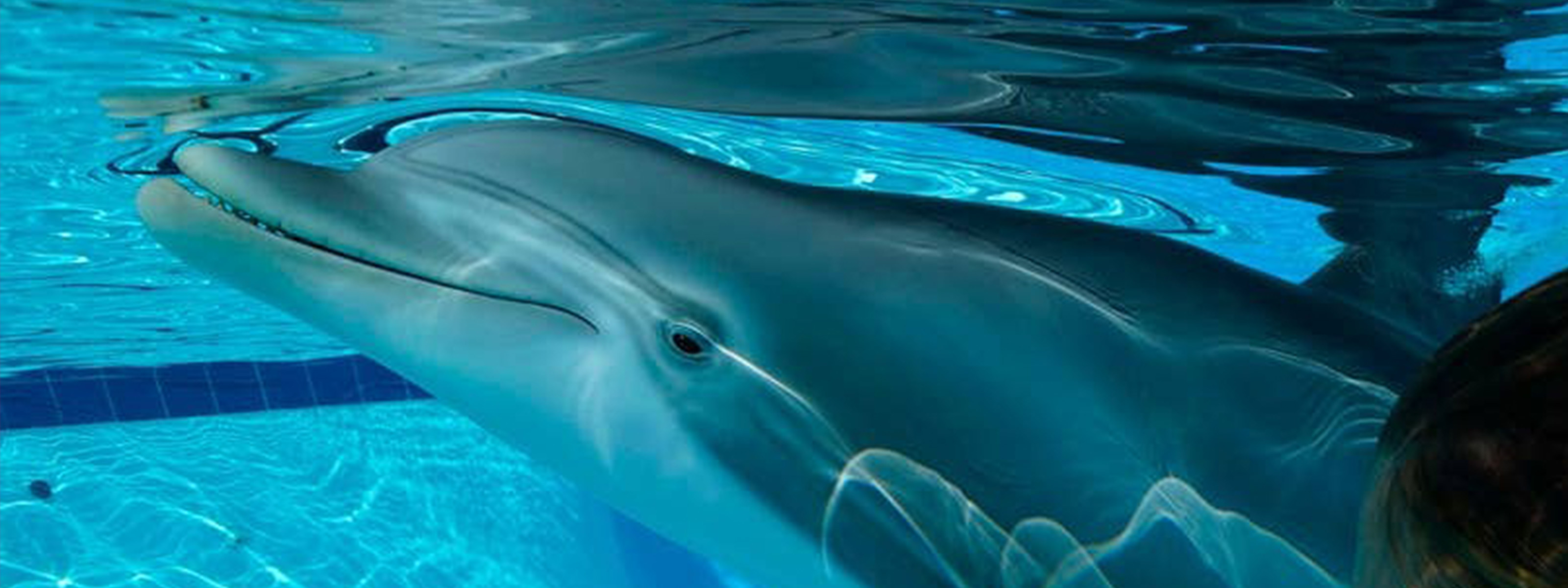 This robot dolphin could free animals from captivity