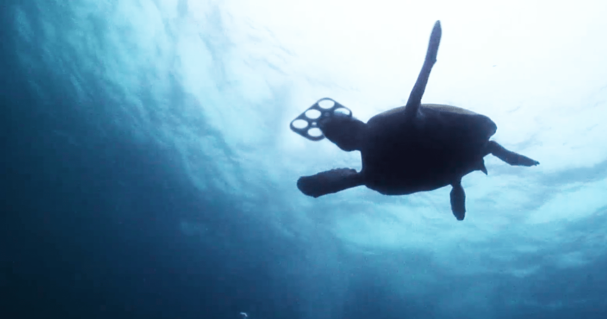 The edible six pack ring that's saving marine animals