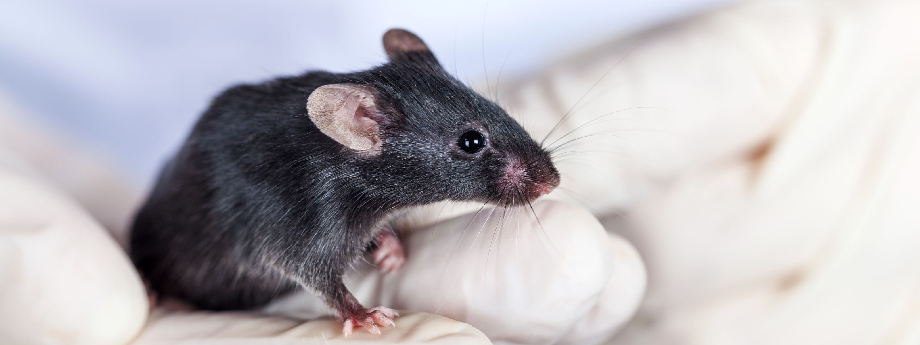 Gene therapy restores youthful eye cells — and vision — to older mice