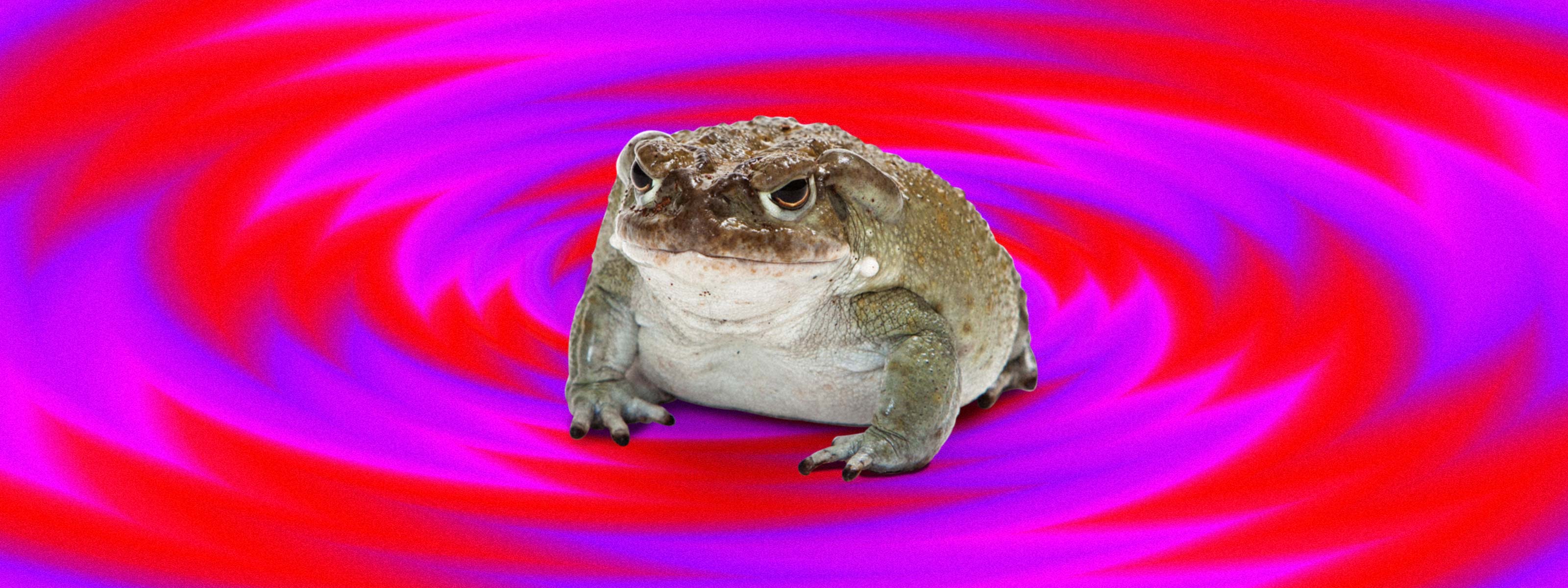 Psychedelic toad venom explained