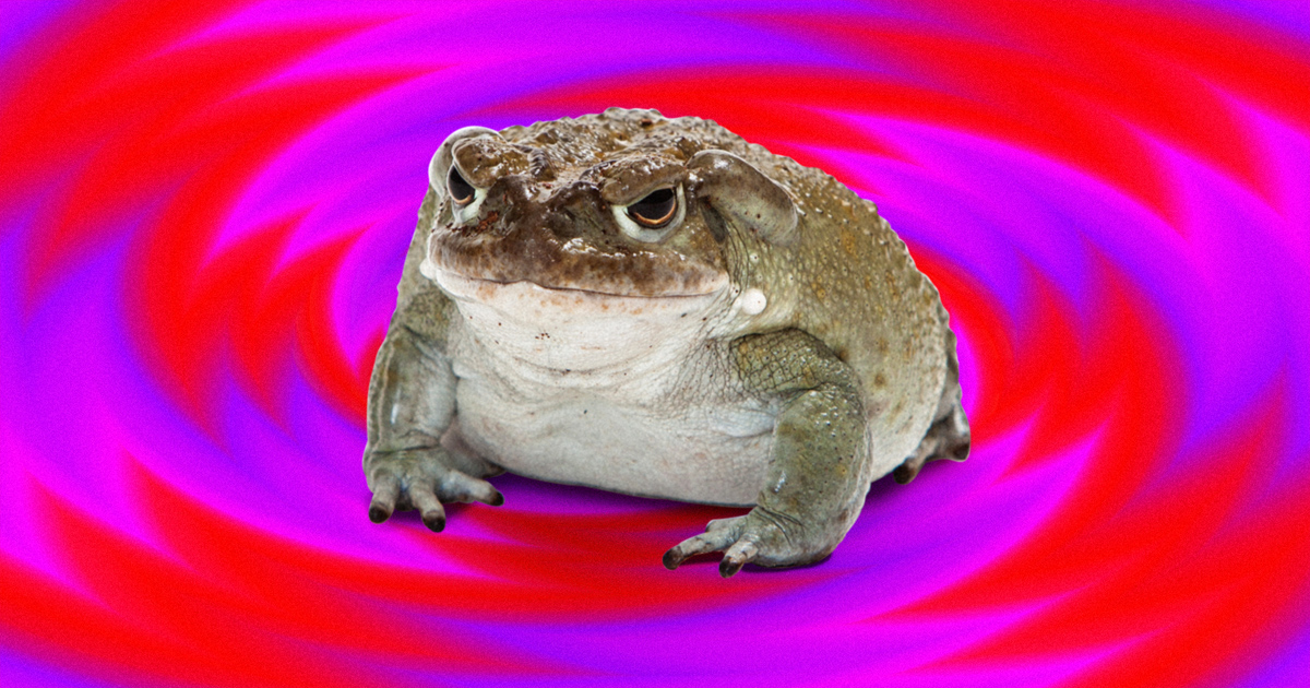 Psychedelic toad venom explained