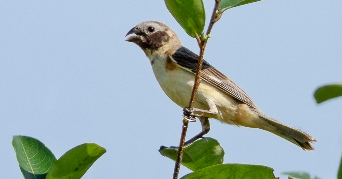 Argentine Songbirds Help Explain Sympatric Speciation Argentine Songbirds Help Explain Sympatric Speciation