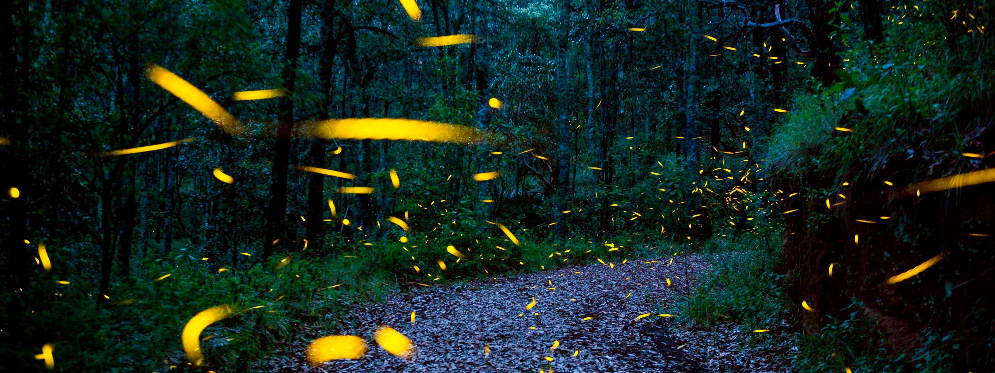 How synchronized fireflies could inspire robot swarms