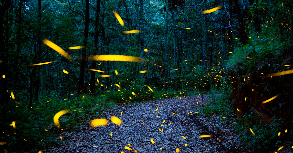 How synchronized fireflies could inspire robot swarms